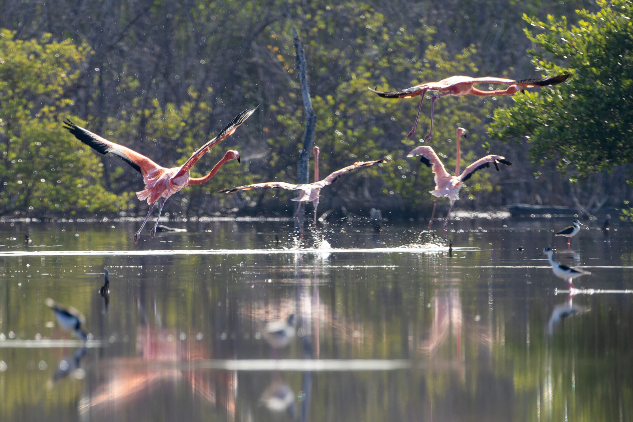 Éxito en la liberación de 44 flamencos del proyecto Rescate Rosado ...
